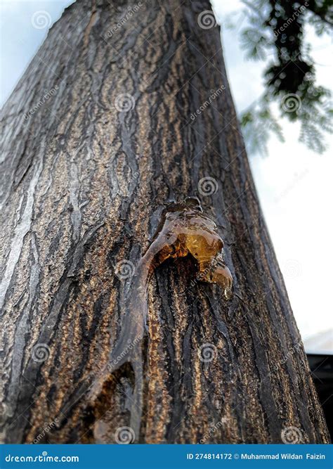 Sap Flow From A Tree Stock Photo Image Of Texture Nature 274814172