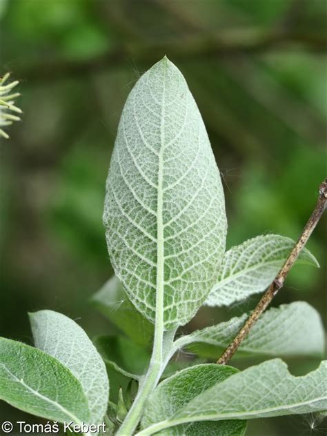 Salix Caprea • Floravegeu