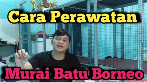Cara Perawatan Murai Batu Borneo Youtube