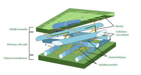 Cell Wall Structure And Function