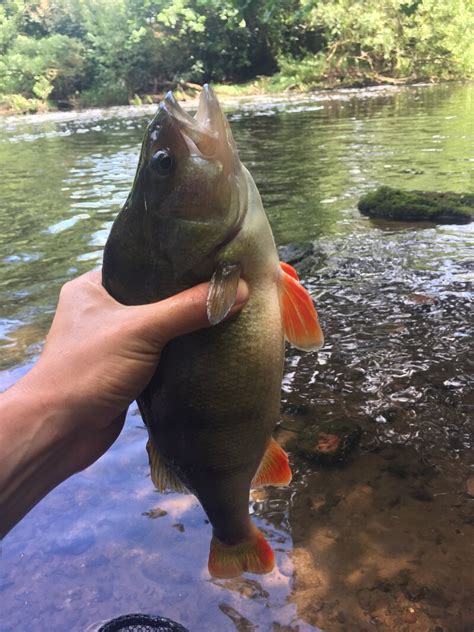 Perch Floats Maggotdrowners Forums