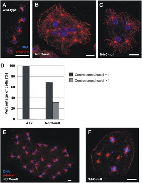 Cells Lacking Ndrc Show Centrosomal Aberrations A In Comparison To