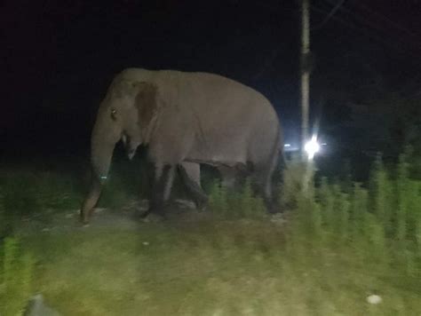 झापामा हात्तीको आक्रमणबाट एक जनाको मृत्यु
