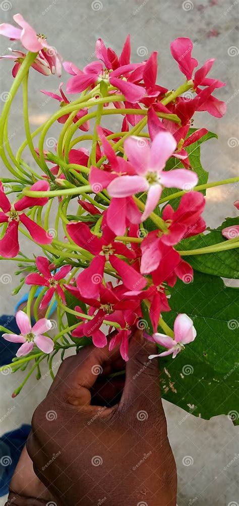 Chameli Red And White Flowers Stock Image Image Of Spring Wildflower