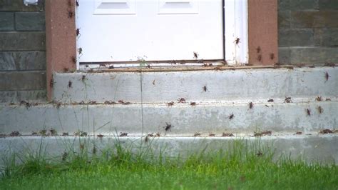 Quiet Nevada Town Overrun By Thousands Of Mormon Crickets Hatching Early