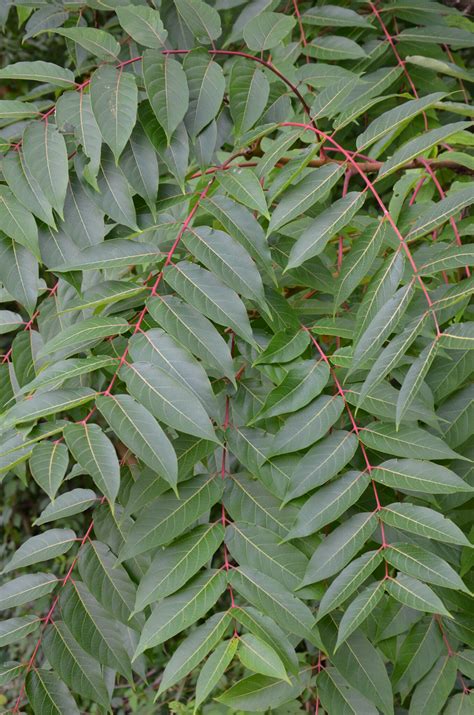 Tree Of Heaven Is Not So Heavenly