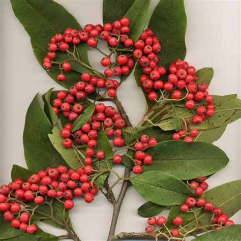 Tree Cotoneaster Cotoneaster Frigidus Plant Care And How To Grow Water