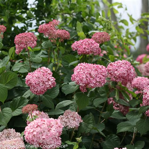 Invincibelle® Spirit Ii Smooth Hydrangea Hydrangea Arborescens Proven Winners