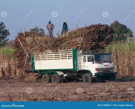Truck Loaded With Sugarcane Royalty Free Stock Image Cartoondealer