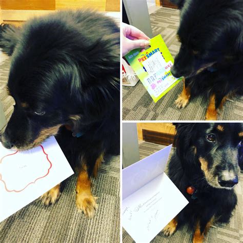 125 Adorable Dogs Who Are Totally Ready For Christmas | Bored Panda