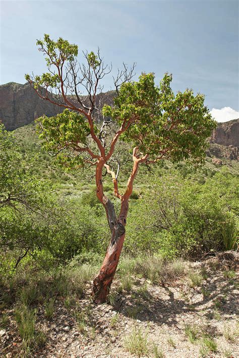 Texas Madrone Arbutus Xalapensis Photograph By Larry Ditto Pixels