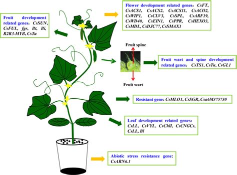 Illustration Of The Agronomic Traits Related Genes In Cucumber