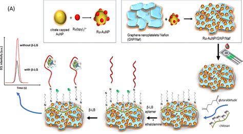 Steps Involved In A Synthesizing Ru Aunp Whereby Citrate Capped Aunp