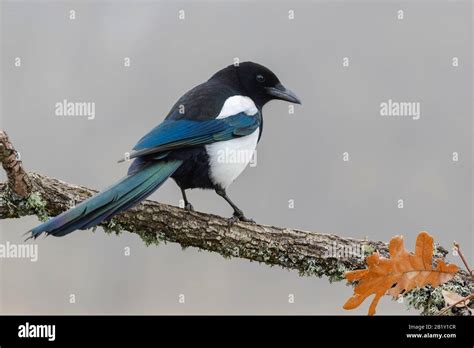 Common Magpie Pica Pica Perched On A Tree Branch On A Uniform Light