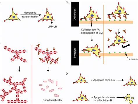 Targeting The 3767 Kda Laminin Receptor For Cancer Treatment A The