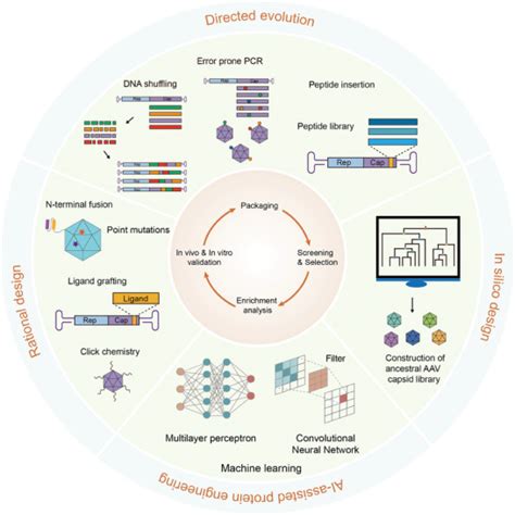 Artificial Intelligence‐based Approaches For Aav Vector Engineering Pmc