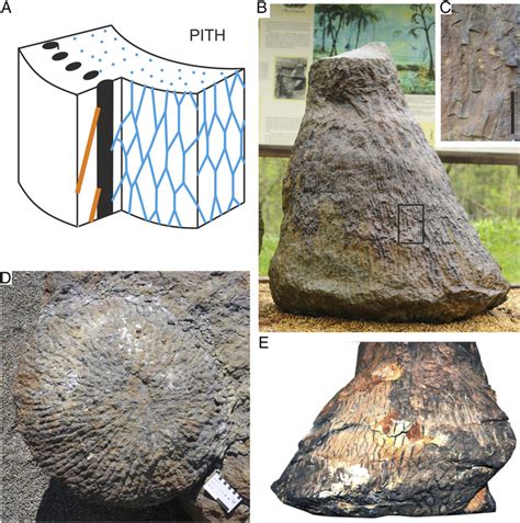 Vascular System Of Eospermatopteris From The Middle Devonian Of Gilboa