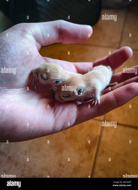 Newborn Gerbil