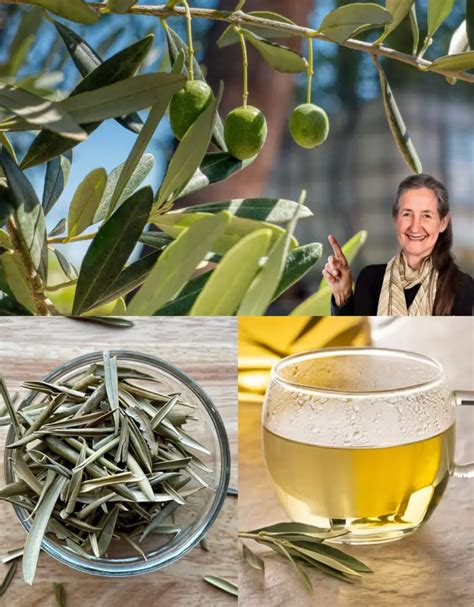 Olive Leaves The Divine Secret To Longevity And Healing Dr Barbara