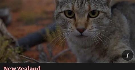 Yikes I Know Imgur Loves Cats But They Are An Introduced Species To