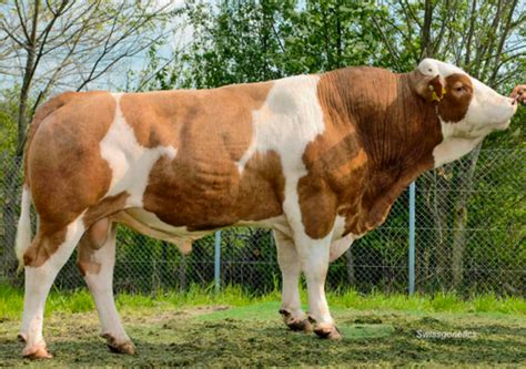 Semen De Toro Simmental La Croisee Elton P Ch 120 0321 0114 7 Repromax