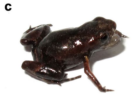 Extremely Tiny ‘toadlet Found As New Species In Brazil Miami Herald