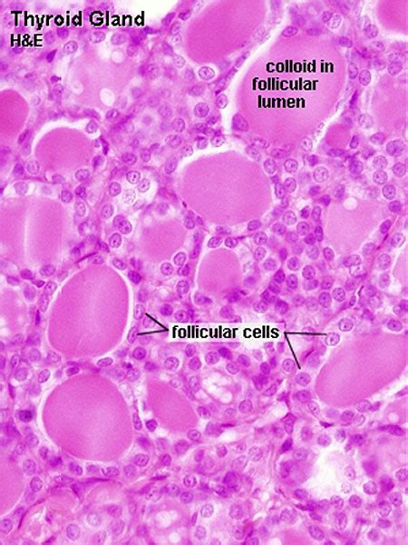 Filethyroid Histology 002 Embryology
