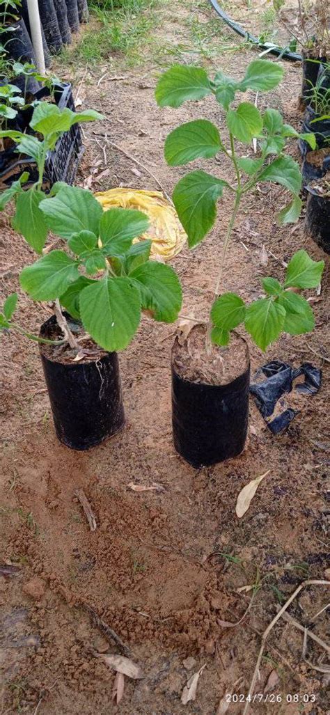 ماهو موجود حاليا لانتانا كامارا او مشتلة الواحة تينركوك Facebook