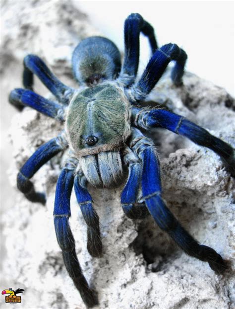 Cobalt Blue Tarantula For Sale Online Pair Cobalt Blue Tarantula
