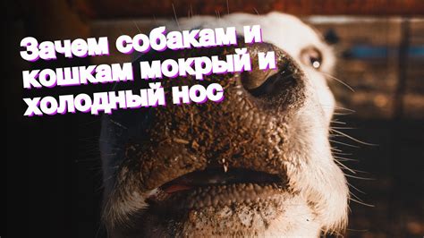 Зачем собакам и кошкам мокрый и холодный нос Youtube