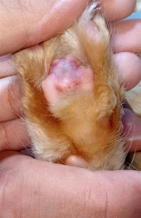 Cat Pododermatits Case Pododermatitis Is Caused By An Inflammatory