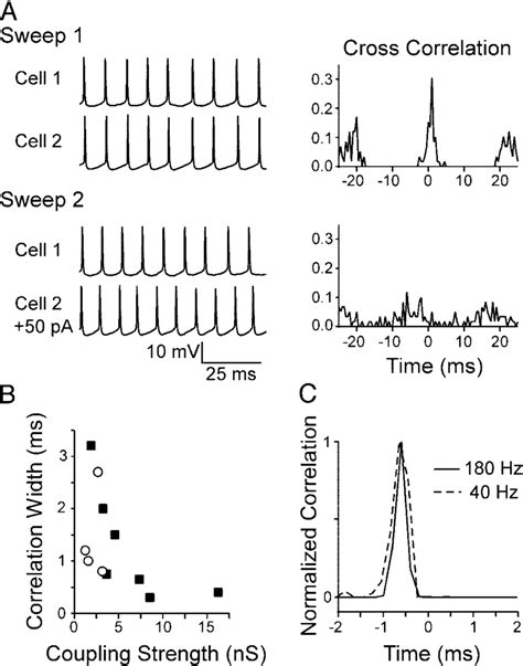 Electrical Synapses Promote Synchronous Firing A For Electrically Download Scientific Diagram