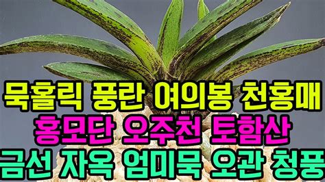 묵홀릭 풍란 여의봉 천홍매 홍모단 오주천 토함산 금선 자옥 엄미묵 오관 청풍 풍란부귀란 꽃밭에서 난원 난테크 재테크 초특가