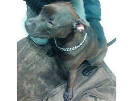 Cops Care For Beaten Pit Bull After Arresting Owner For Animal Cruelty