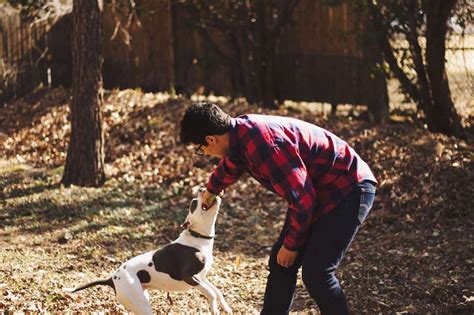 6 Ways To Keep Your Dog Happy And Healthy Dog Training Me