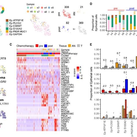 Characterizing Epithelialtumor Cell Subsets Within The Tumor