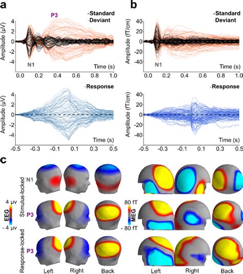 Grand Average Evoked Response Waveforms And Maps A Stimulus Locked