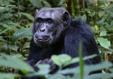 3 Days Chimpanzee Tracking Tour And Bigodi Swamp Walk