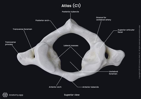 Thoracic Vertebrae Anatomy Quiz