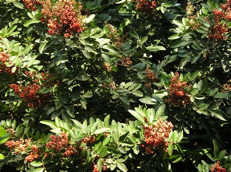 Pistacia Plant Stomata Encyclopedia