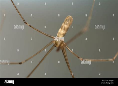 Long Bodied Cellar Spider Pholcus Sp Crawling In Its Web Arachnids