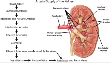 Ae Microanatomy Of The Urinary System Flashcards Quizlet