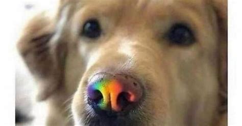 Rainbows And Unicorns Album On Imgur