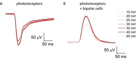 Optimizing The Setup And Conditions For Ex Vivo Electroretinogram To