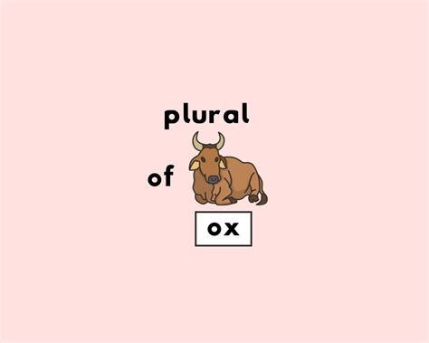 Whats The Plural Of Ox Ox Oxes Oxen