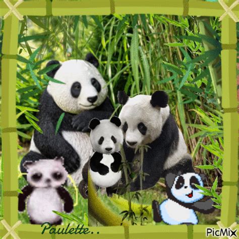 Pandas Free Animated  Picmix