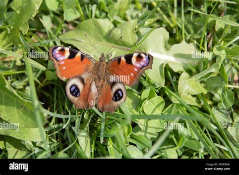 Photo Of A Butterfly With Multicolored Wings Sitting On Green Grass