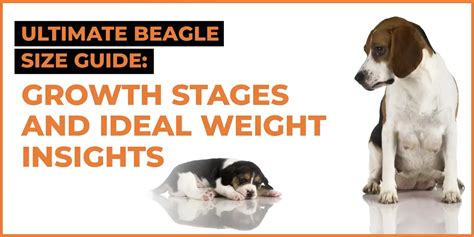 Ultimate Beagle Size Guide Growth Stages And Ideal Weight Details