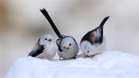 🔥 40 Cute Winter Animal Wallpapers Wallpapersafari