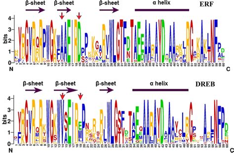 Sequence Logo Of AP ERF Domains Extracted From ERF And DREB Protein Download Scientific